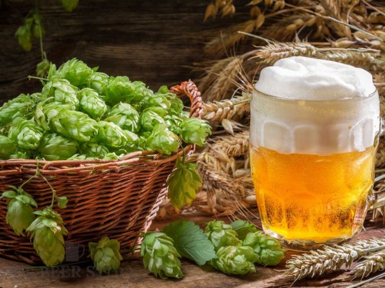 Most Popular Types of Hops for Brewing Beer
